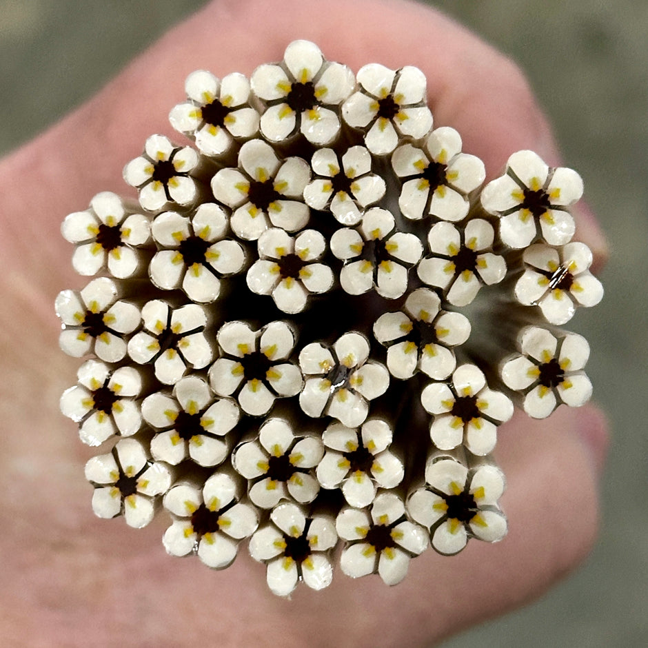 COE 90 Murrini Flowers – Wilderness Glass